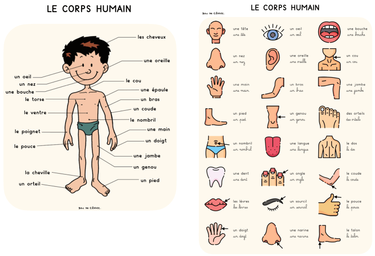 Lexique – Séquence autour du corps humain – Bac de classe