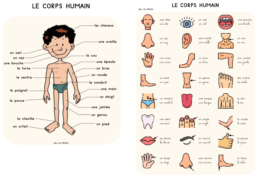 Lexique – Séquence autour du corps humain – Bac de classe